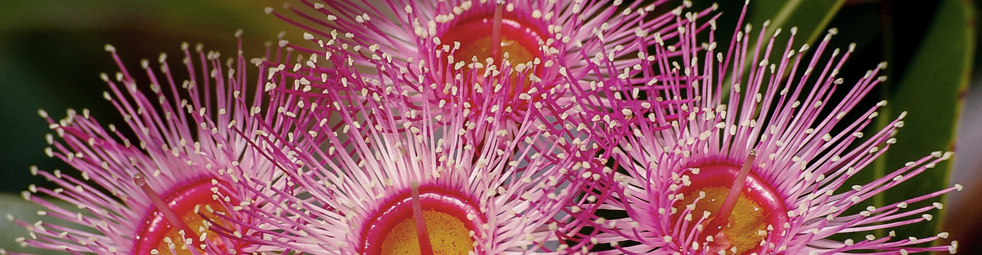 Home - Melaleuca Nursery